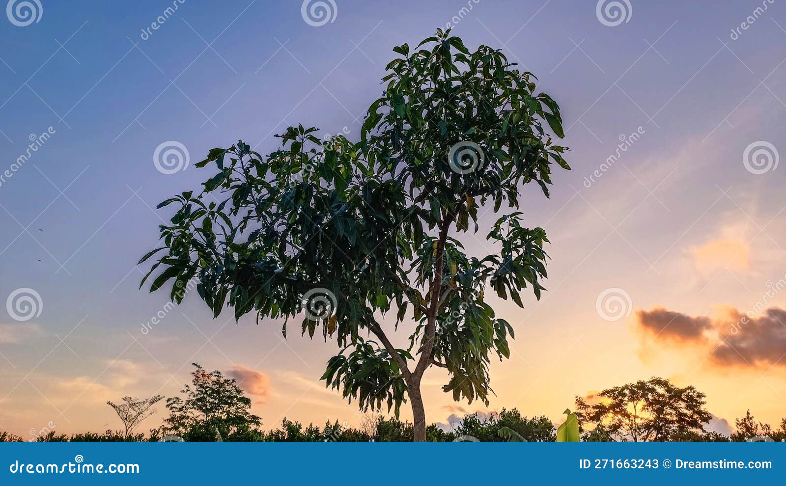 Tropical Tree in Dramatic Gradient Sky Colours Stock Image - Image of ...
