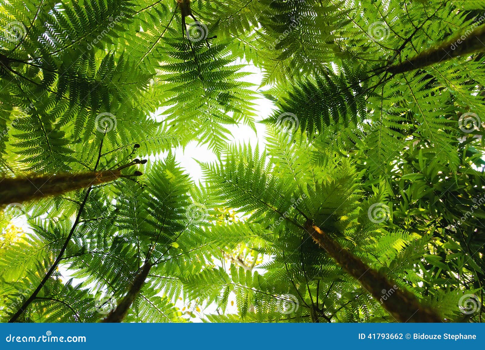 Tropical tree ferns stock photo. Image of bright, growth - 41793662