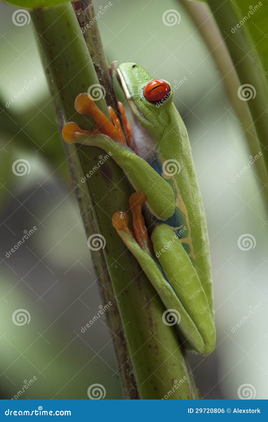 Costa Rican Tree Frog stock photo. Image of rican, rica - 29720806