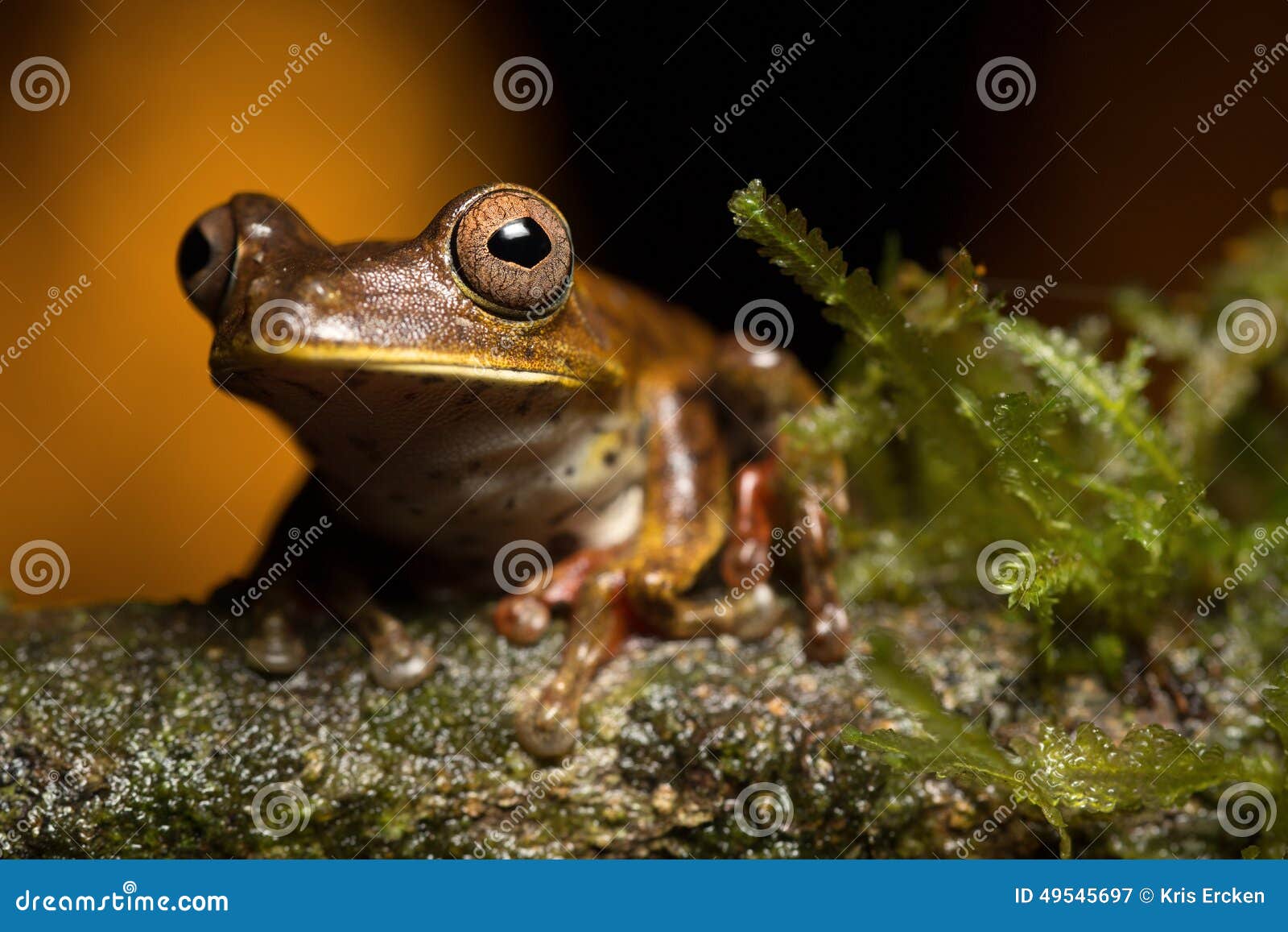 Tropical tree frog stock image. Image of hyla, hypsiboas - 49545697