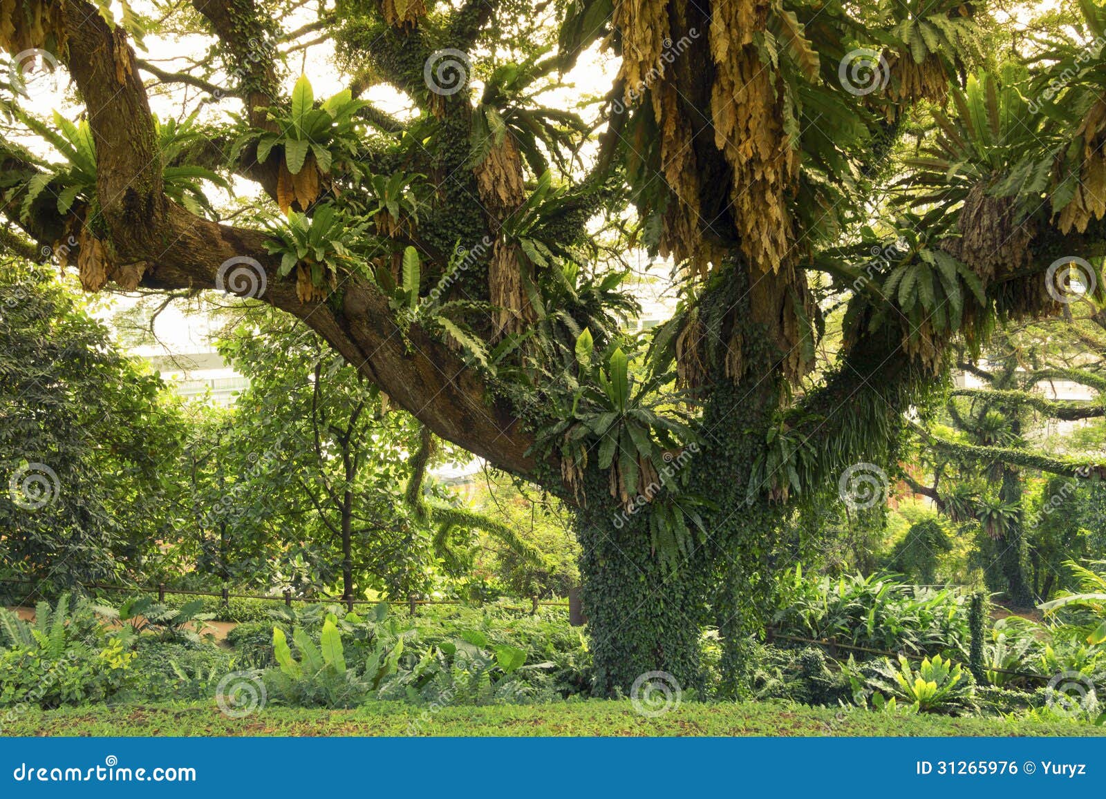 Tropical tree stock photo. Image of grow, trunk, tree - 31265976