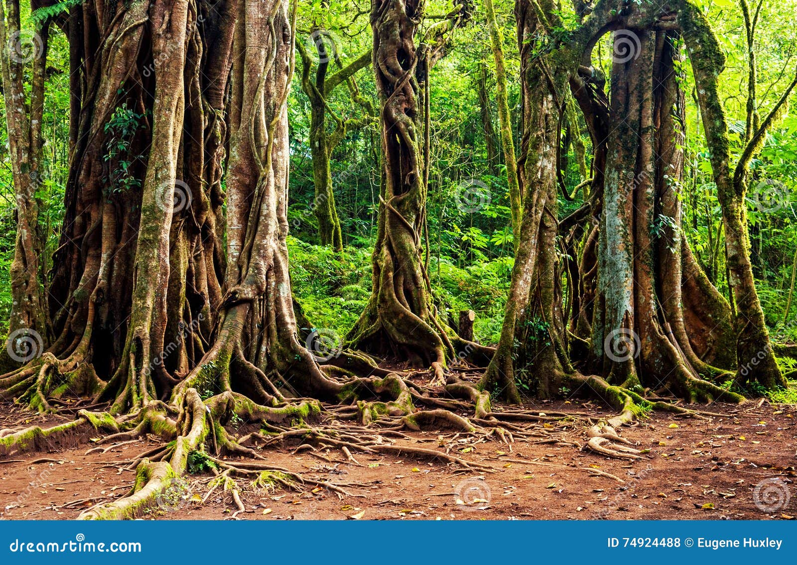 Tropical tree stock photo. Image of leaf, jungle, natural - 74924488