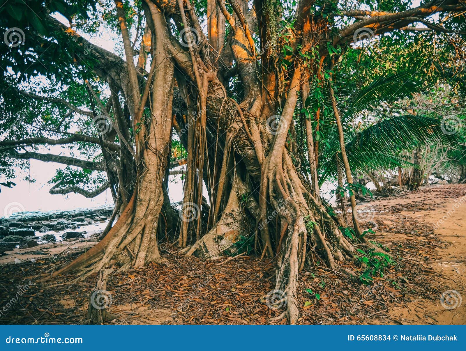 Tropical Tree on the Island Koh Rong Samloem Stock Photo - Image of ...
