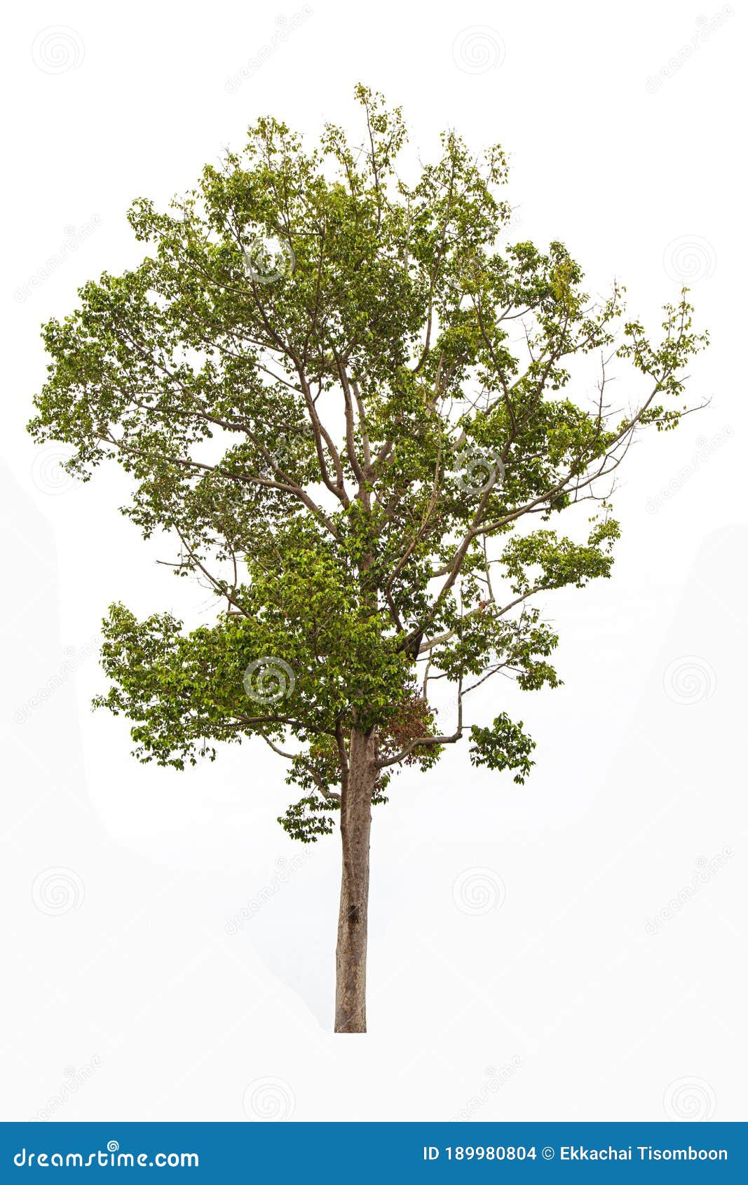Tropical Tree Isolated on White Background Stock Photo - Image of trunk ...