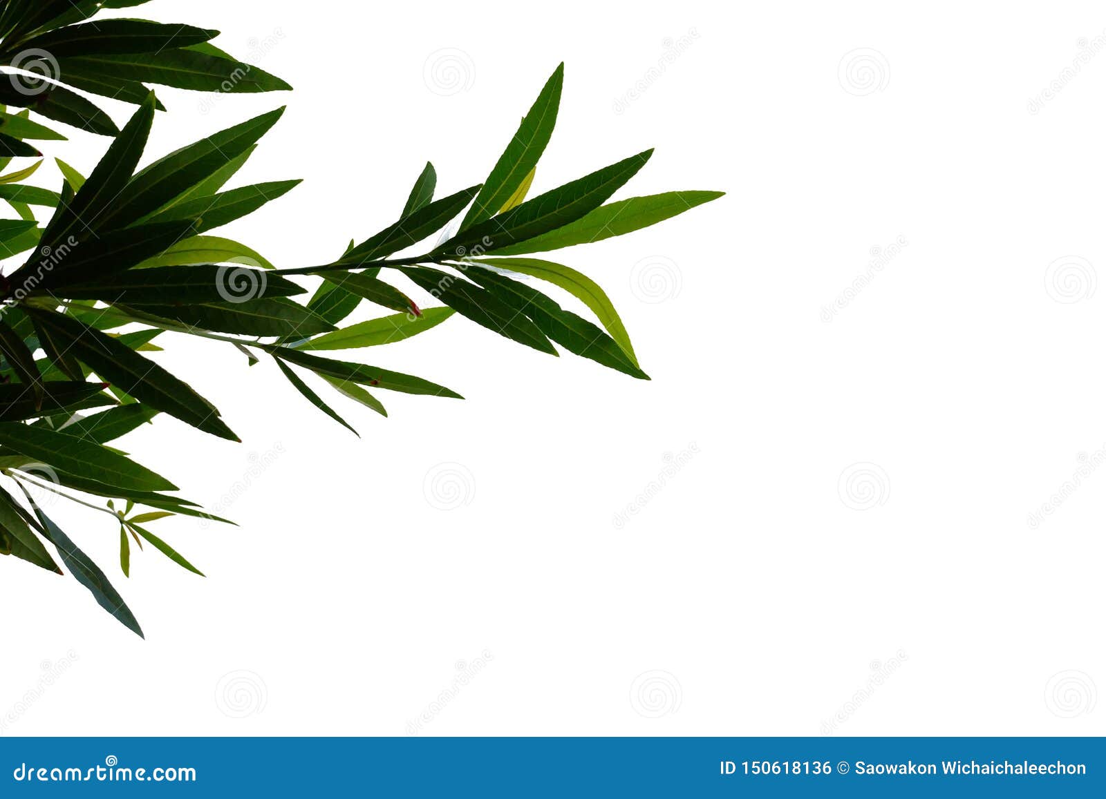 Tropical Tree Leaves Top View on White Isolated Background Stock Photo ...
