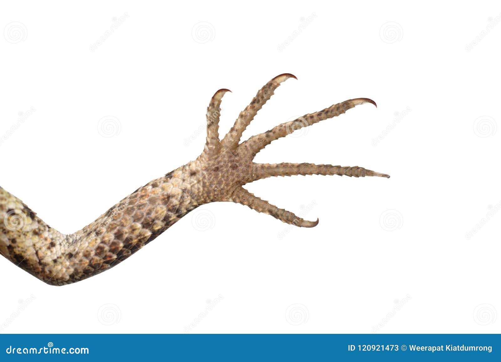 Tree Lizard Stock Photo | CartoonDealer.com #29621388