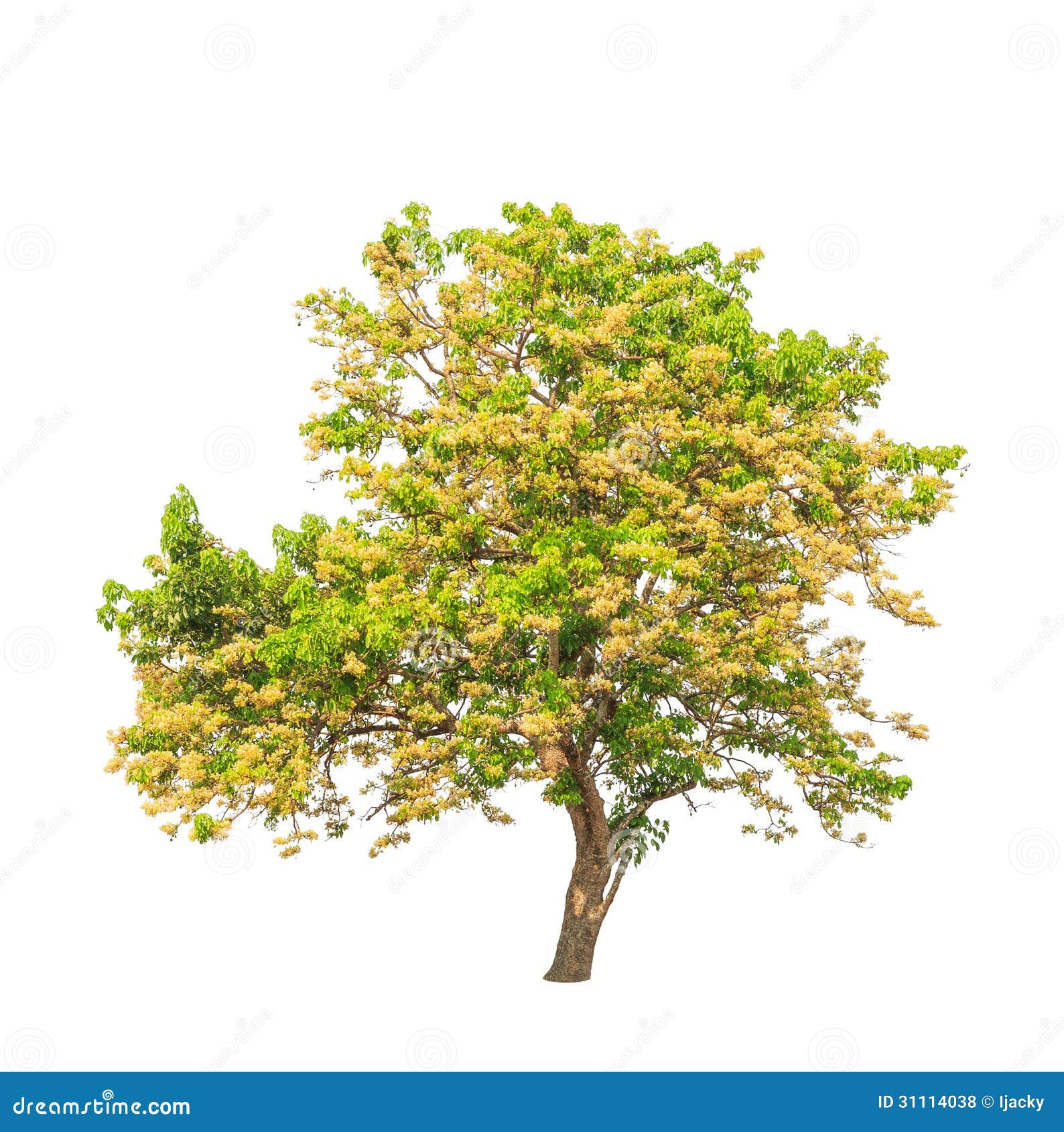 Tropical Tree in the Northeast of Thailand Stock Photo - Image of ...