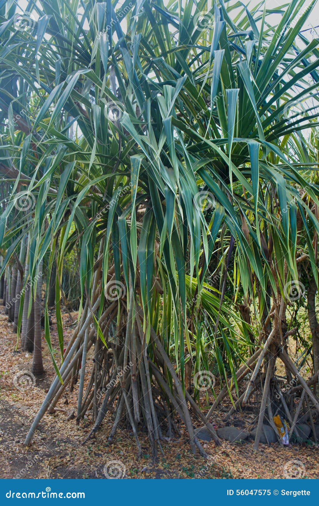 Tropical Tree Pandanus. Philippines Stock Image - Image of farm, asia ...