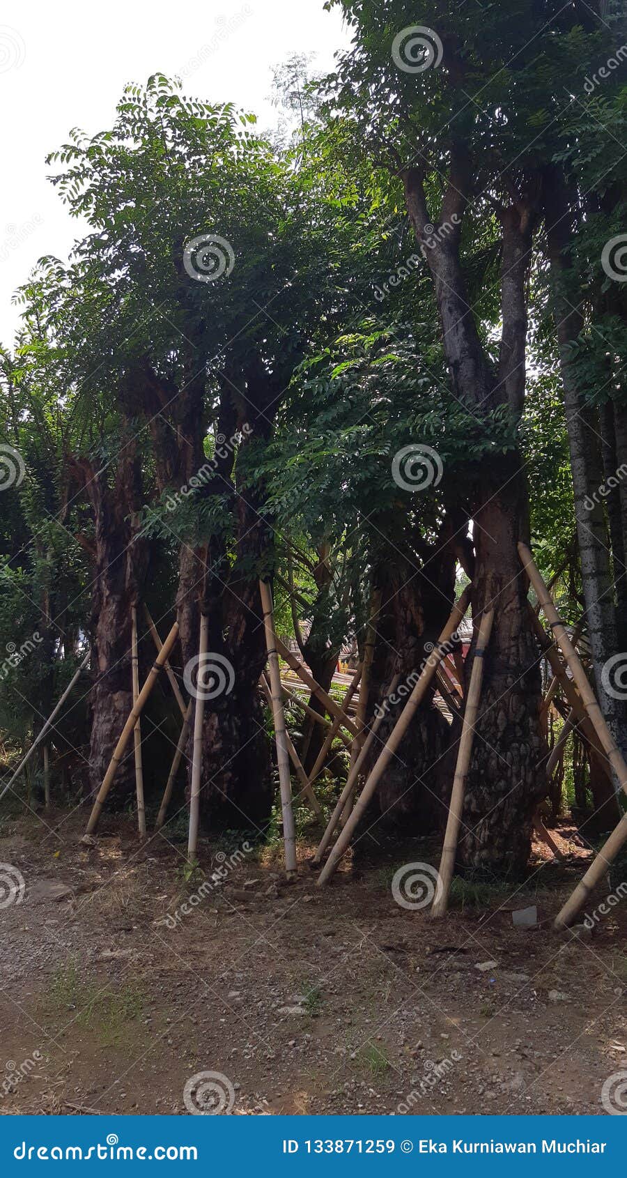 Landscape Jakarta stock image. Image of tropical, plant - 133871259