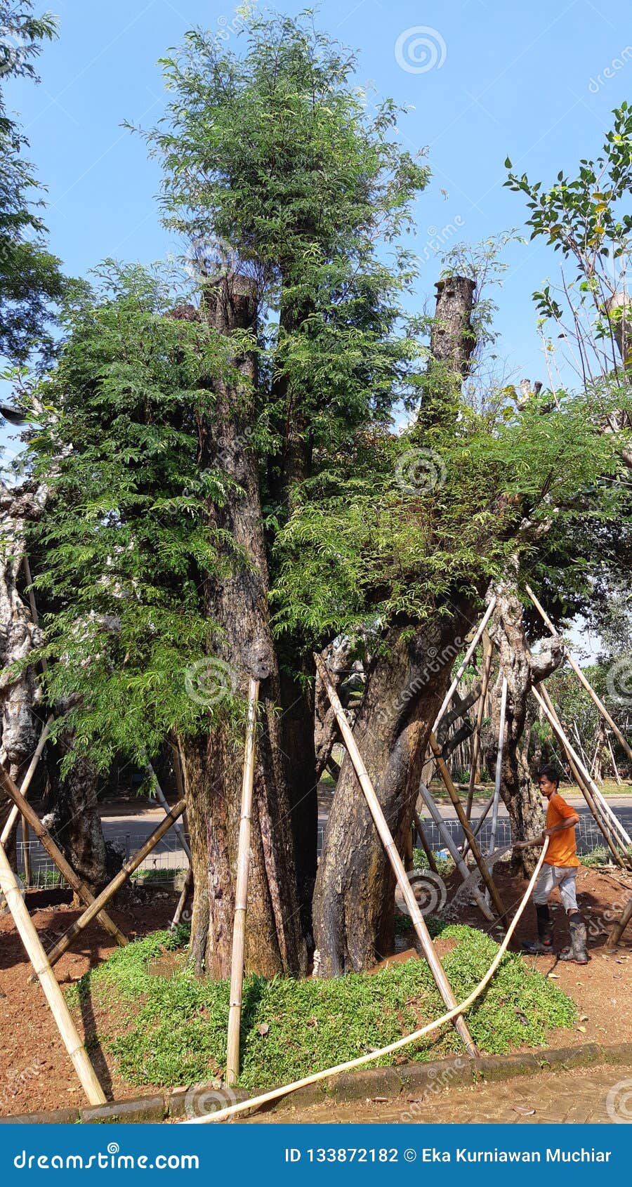 Landscape Jakarta stock photo. Image of tropical, tree - 133872182