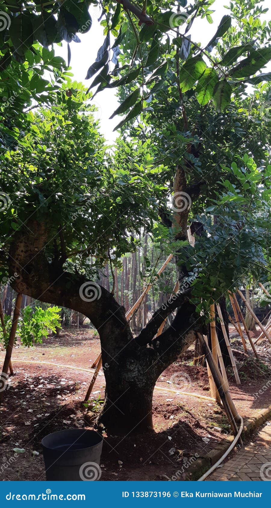 Landscape Jakarta stock photo. Image of tree, tropical - 133873196