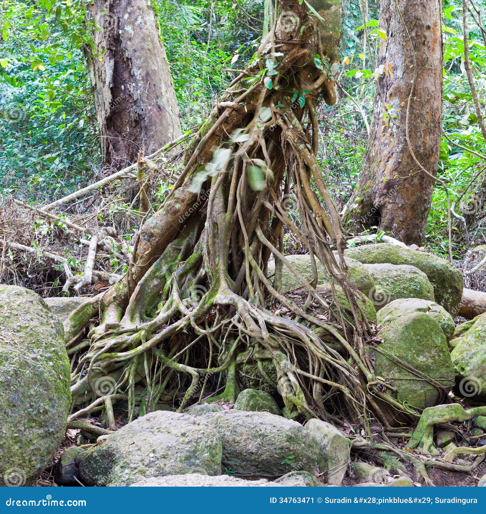 Tropical tree root stock image. Image of nature, earth - 34763471