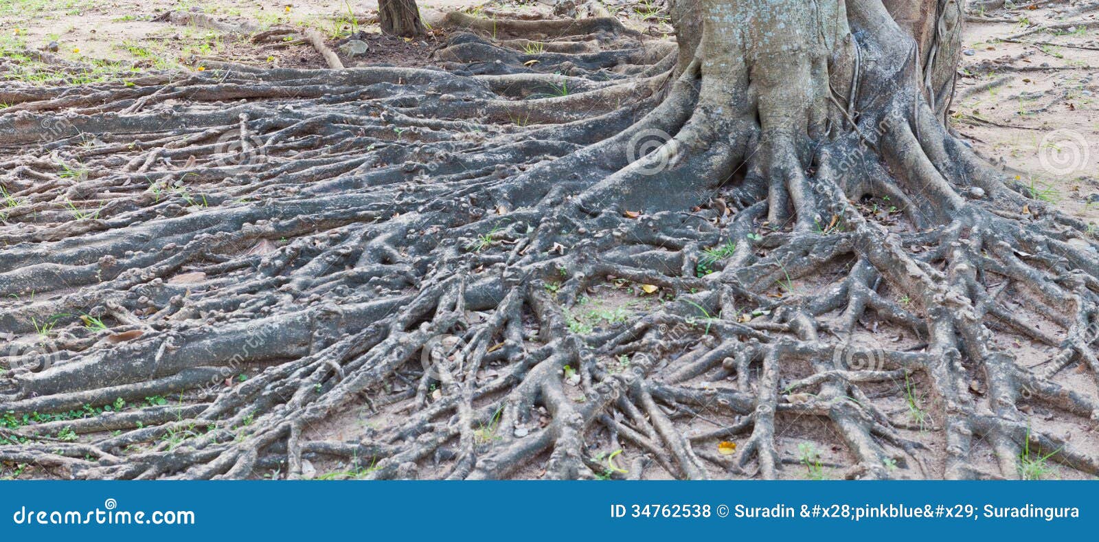Tropical tree root stock photo. Image of green, garden - 34762538