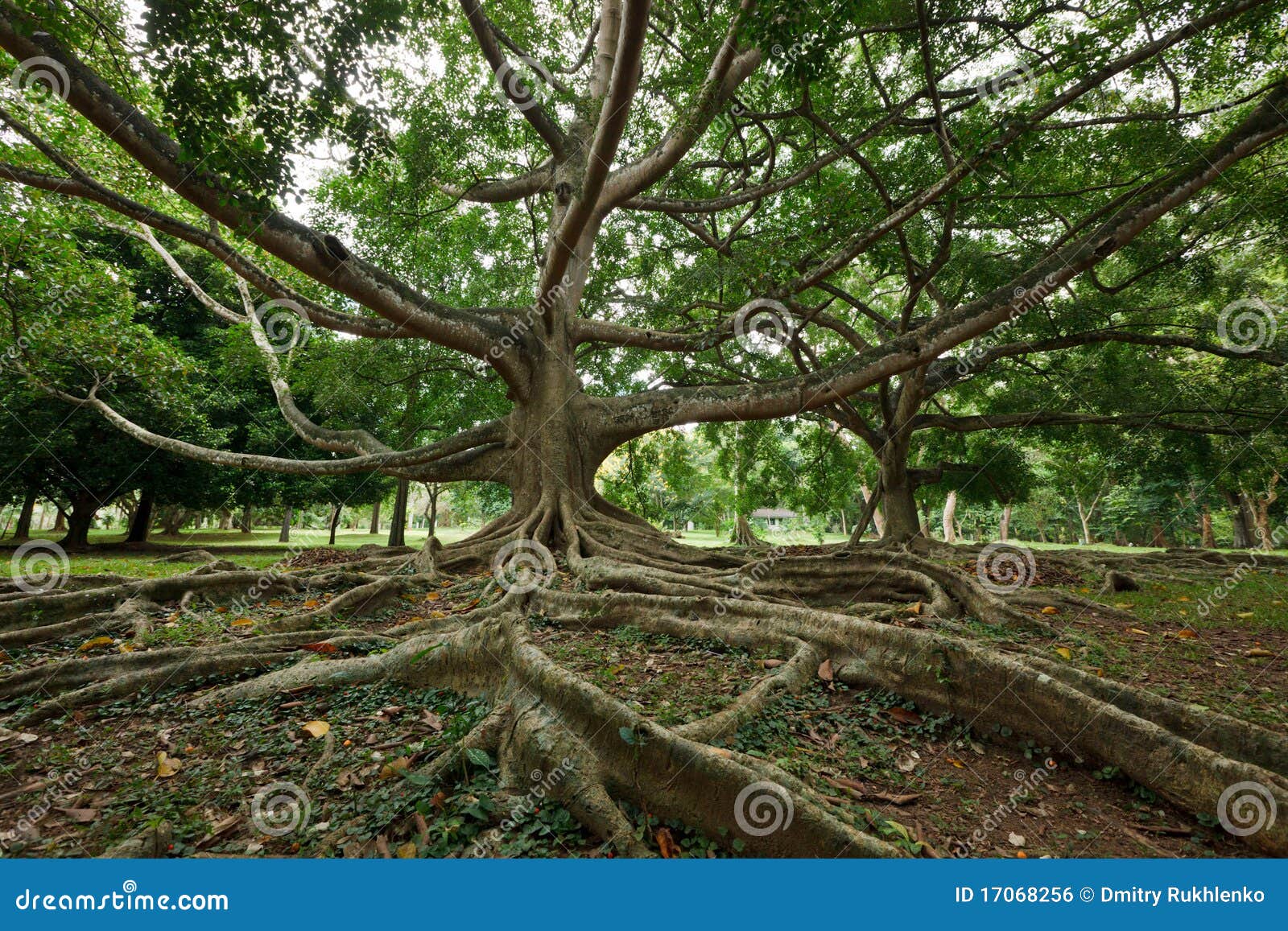 Tropical tree roots stock photo. Image of wood, forest - 17068256