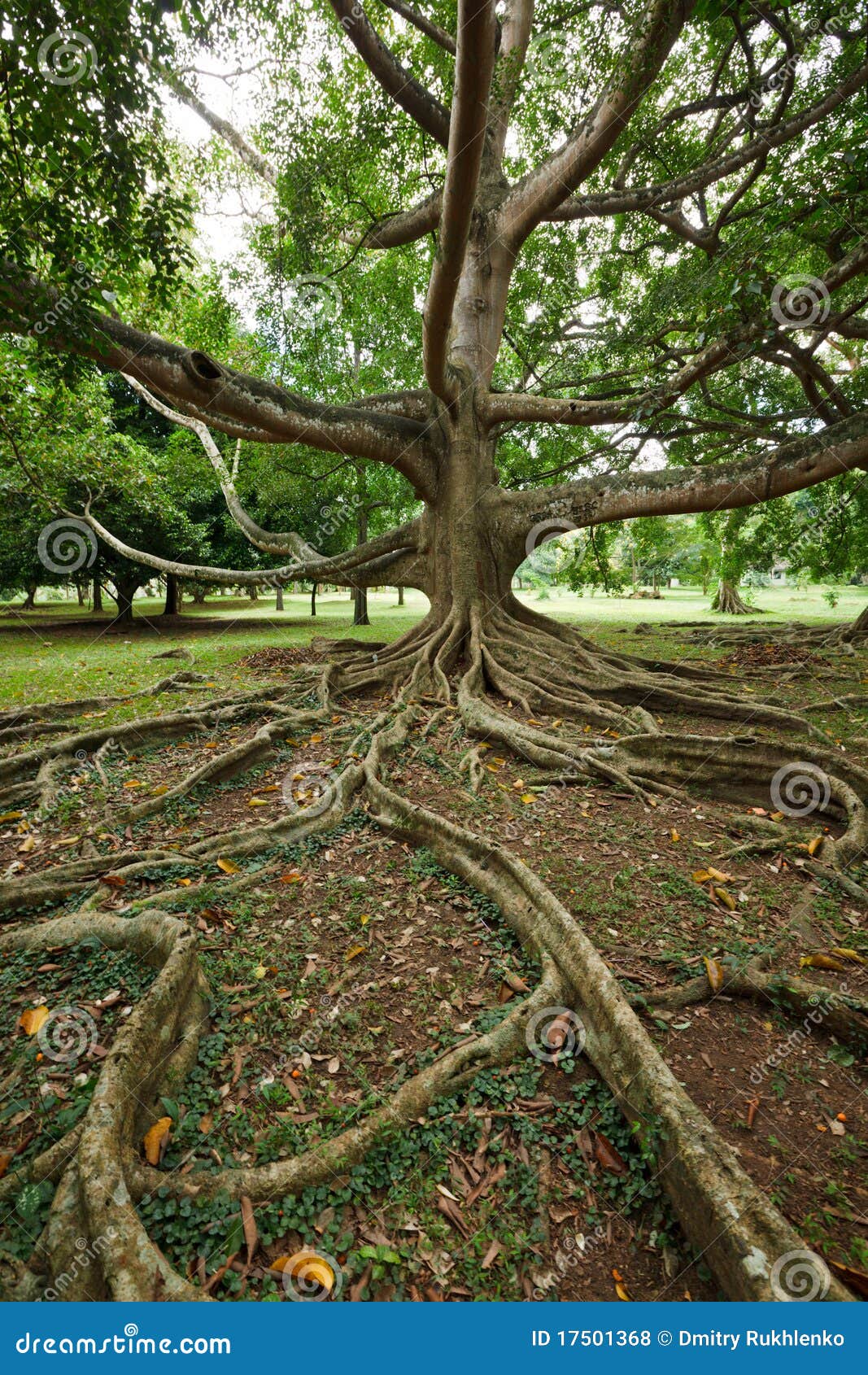 Tropical tree roots stock photo. Image of wilderness - 17501368