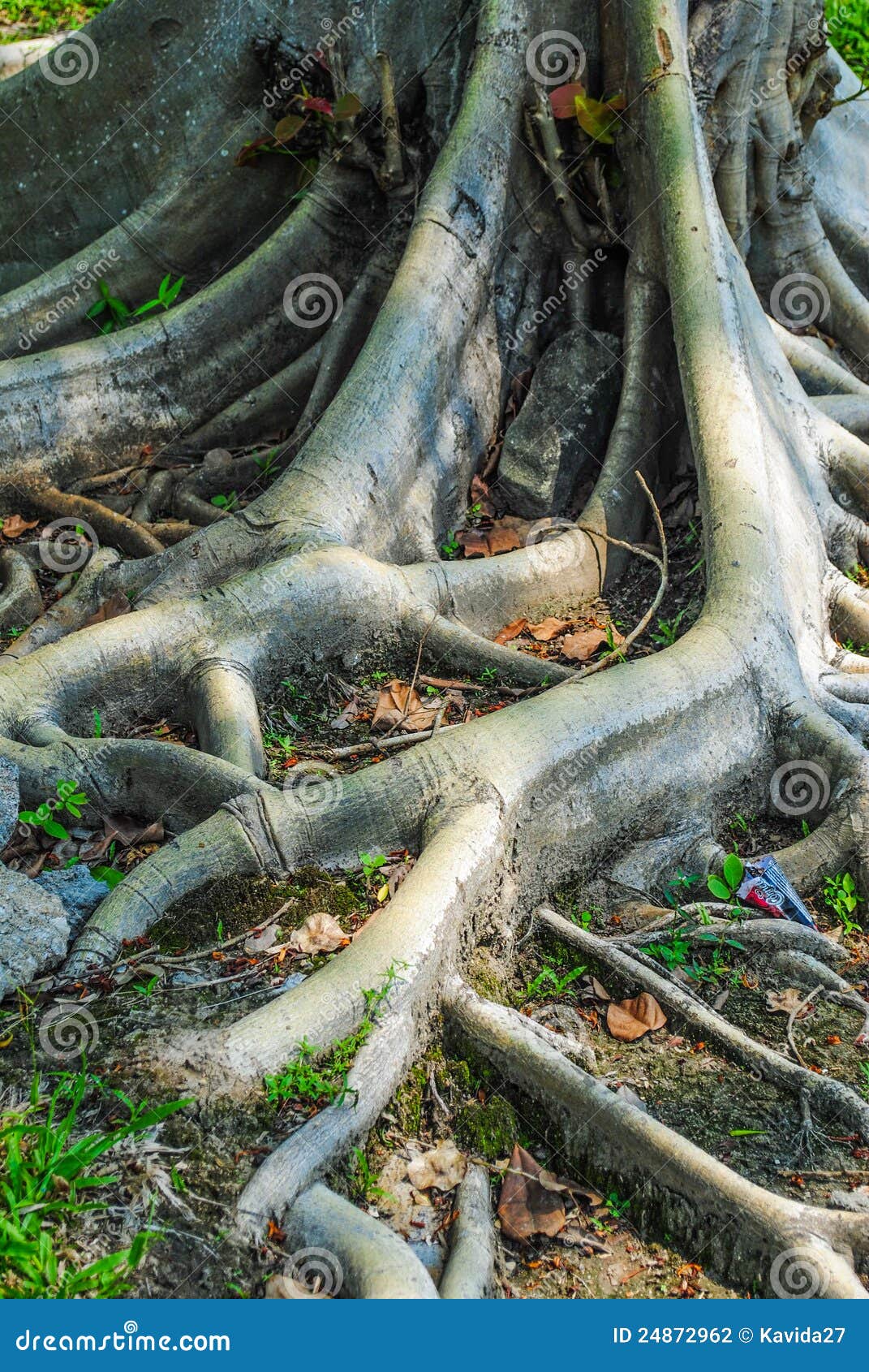 Tropical tree roots. stock photo. Image of fairy, natural - 24872962