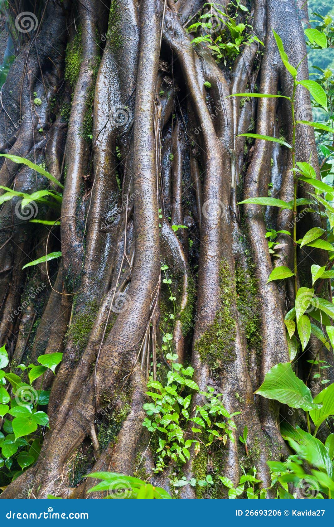 Tropical tree roots. stock photo. Image of climber, liana - 26693206