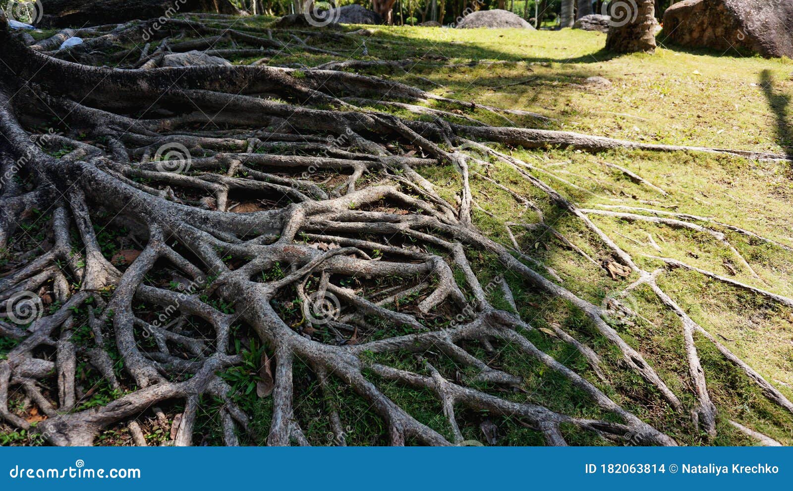 Tropical Tree Roots in China. Summer Time Stock Photo - Image of bark ...