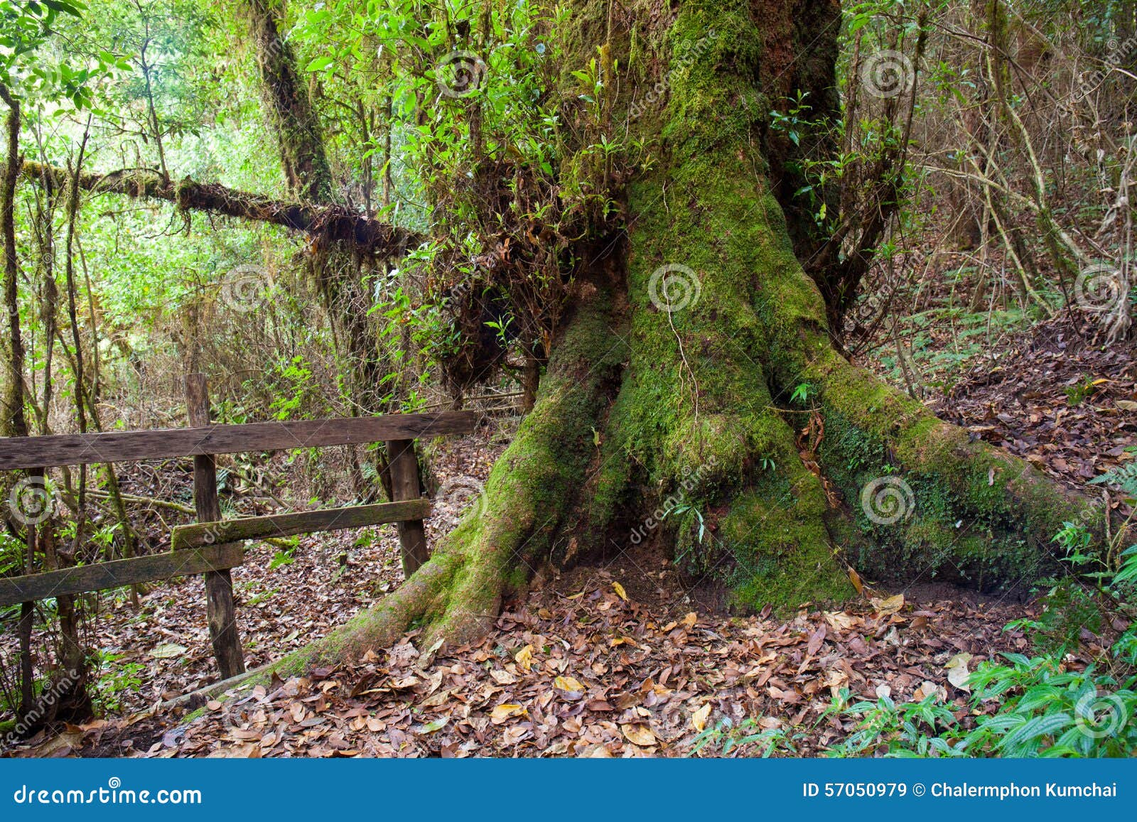 Tropical tree roots. stock image. Image of ground, hills - 57050979