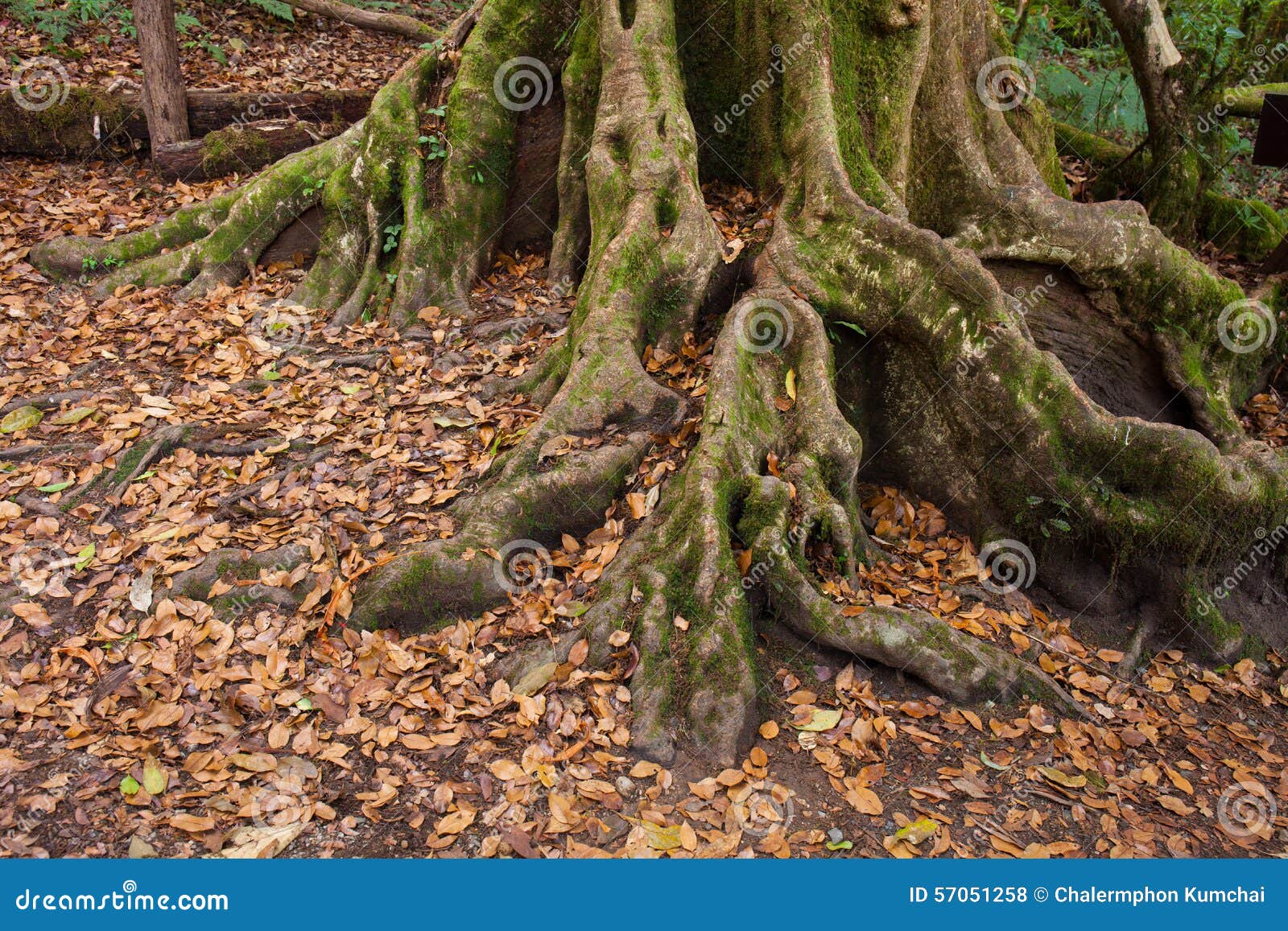Tropical tree roots. stock photo. Image of wilderness - 57051258