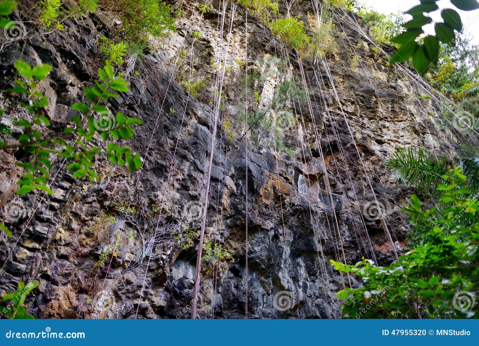 Tropical tree roots stock photo. Image of large, rocks - 47955320