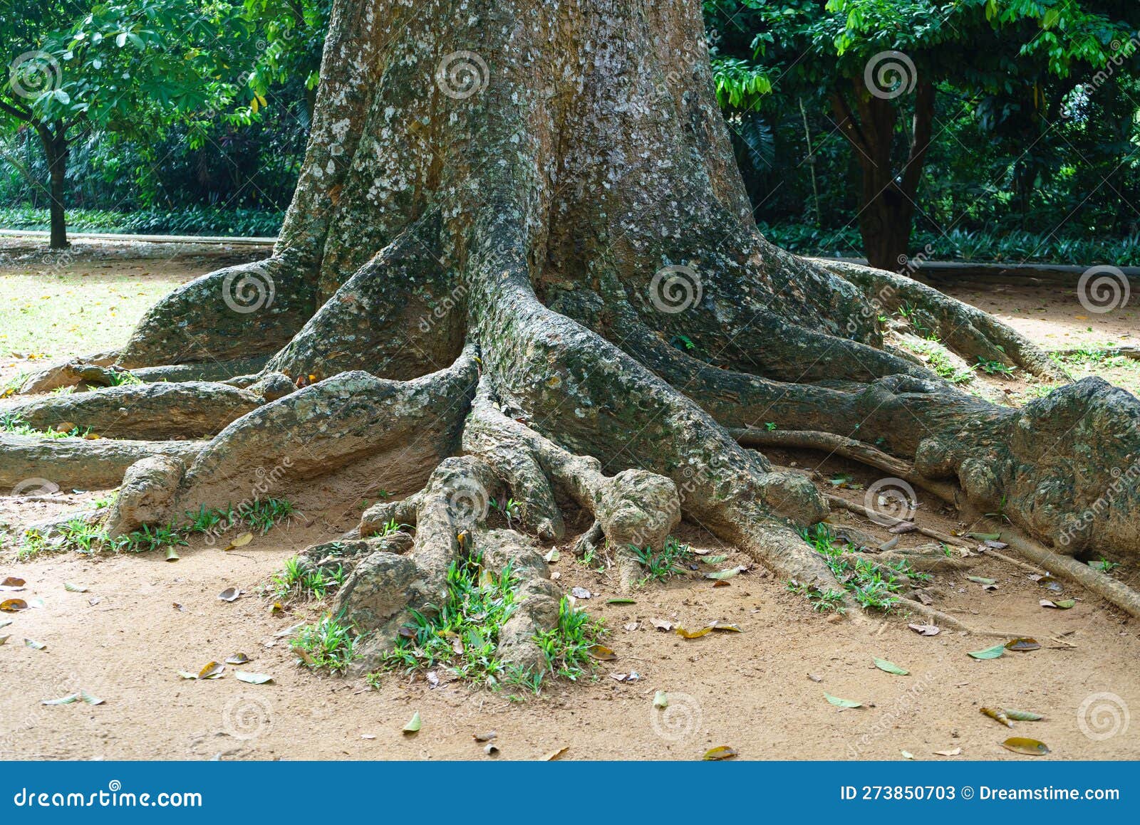 Tropical Tree Roots Over the Ground Stock Image - Image of wood, roots ...