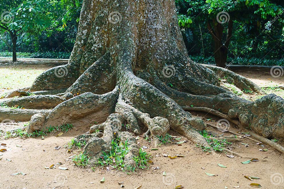 Tropical Tree Roots Over the Ground Stock Image - Image of wood, roots ...