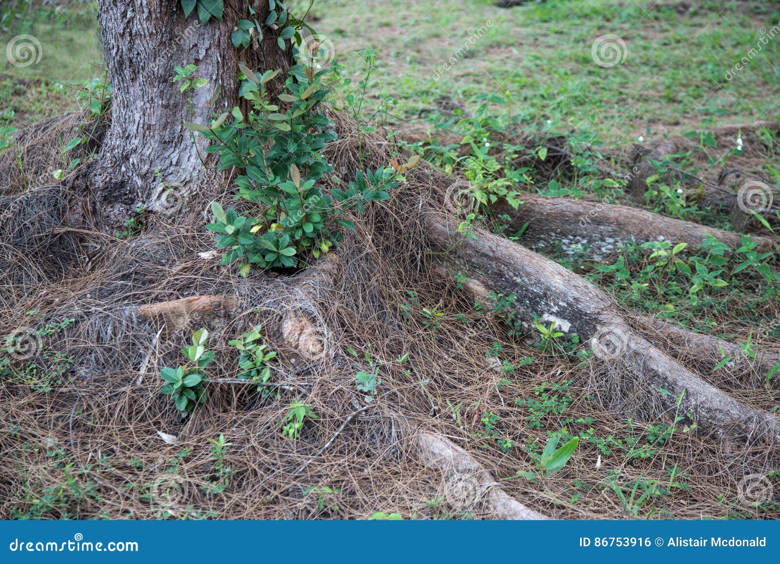 Tropical Tree Roots Sarawak Borneo Stock Photo - Image of tropical ...