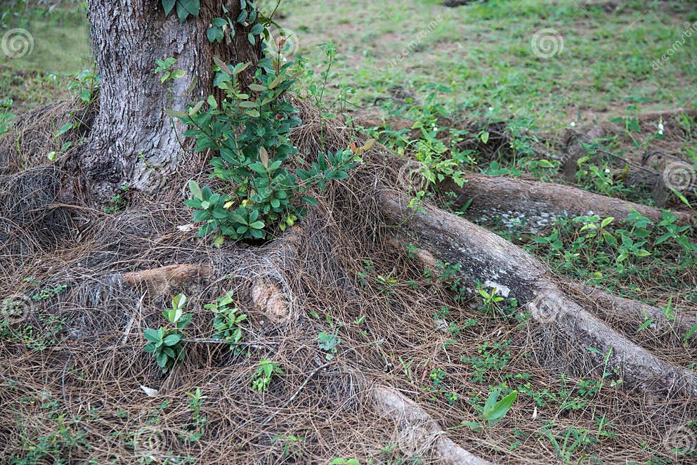 Tropical Tree Roots Sarawak Borneo Stock Photo - Image of tropical ...