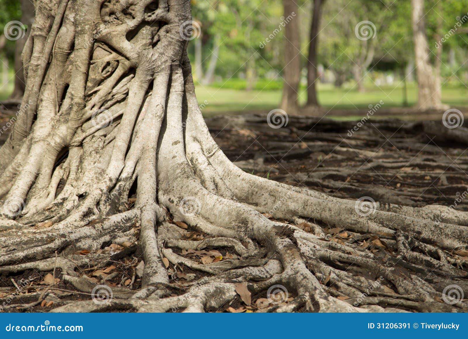 Tropical tree stock image. Image of mighty, perspective - 31206391