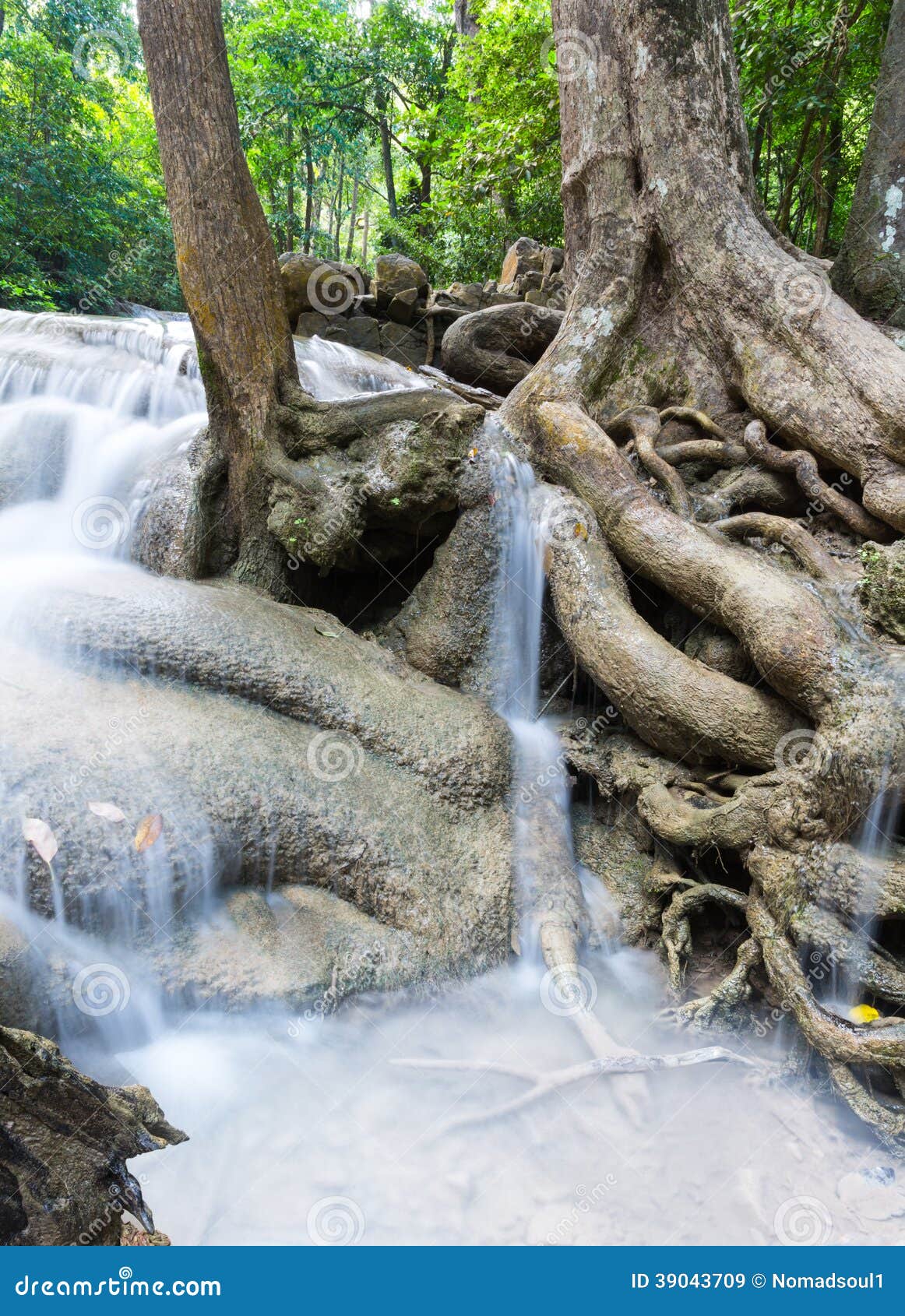 Tropical Tree Roots and Waterfall Stock Image - Image of pattern, grow ...