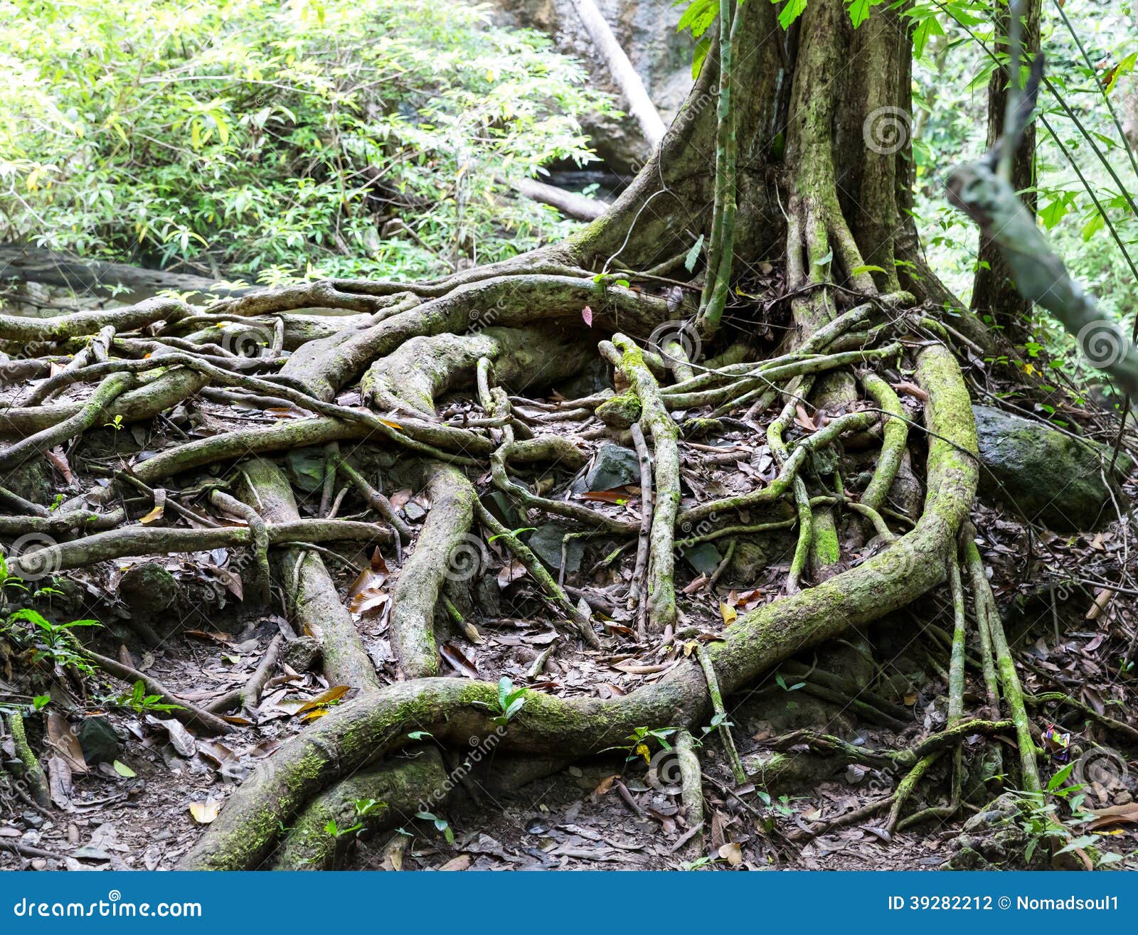 Tropical tree roots stock photo. Image of branch, park - 39282212