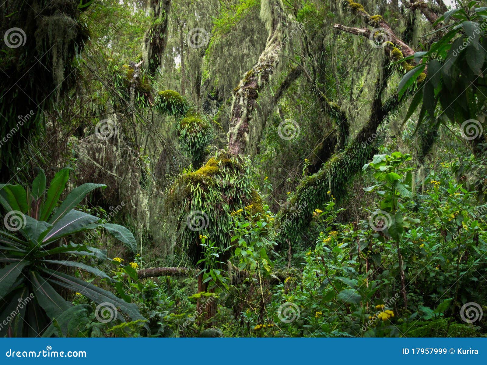 Tropical Tree in Rwanda Rainforest Stock Image - Image of undergrowth ...