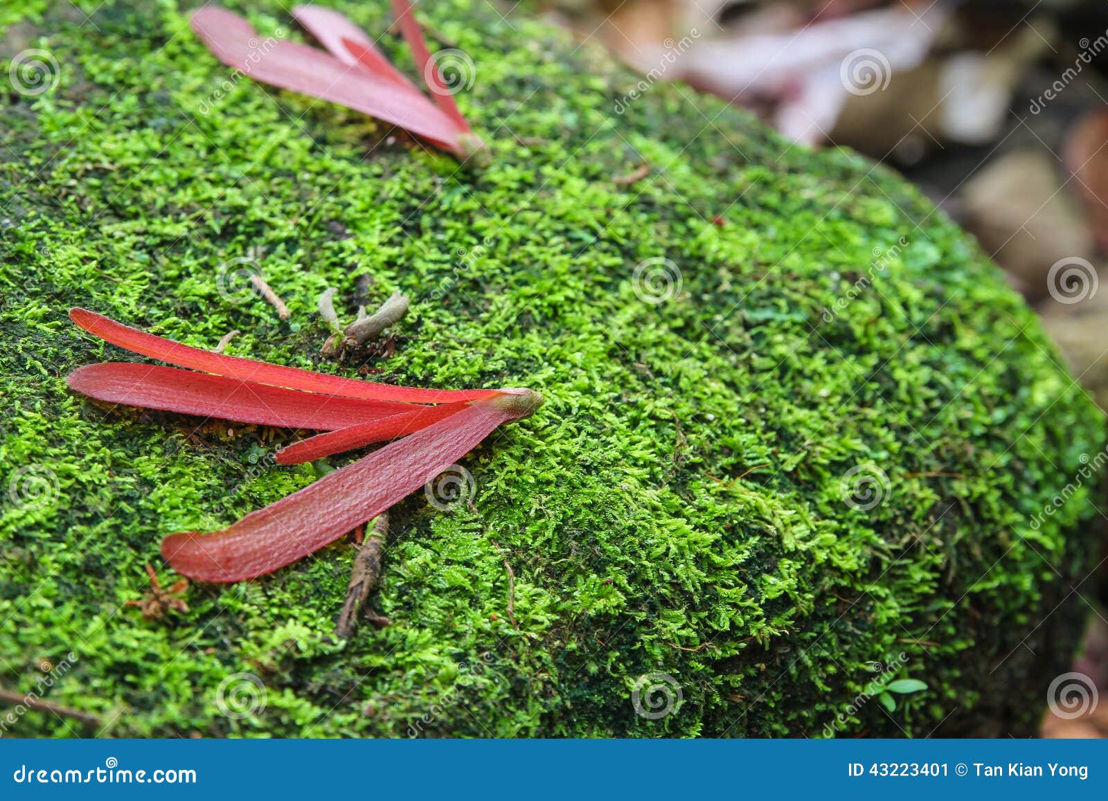 Tropical Tree Seeds on Rainforest Floor Stock Image - Image of seed ...
