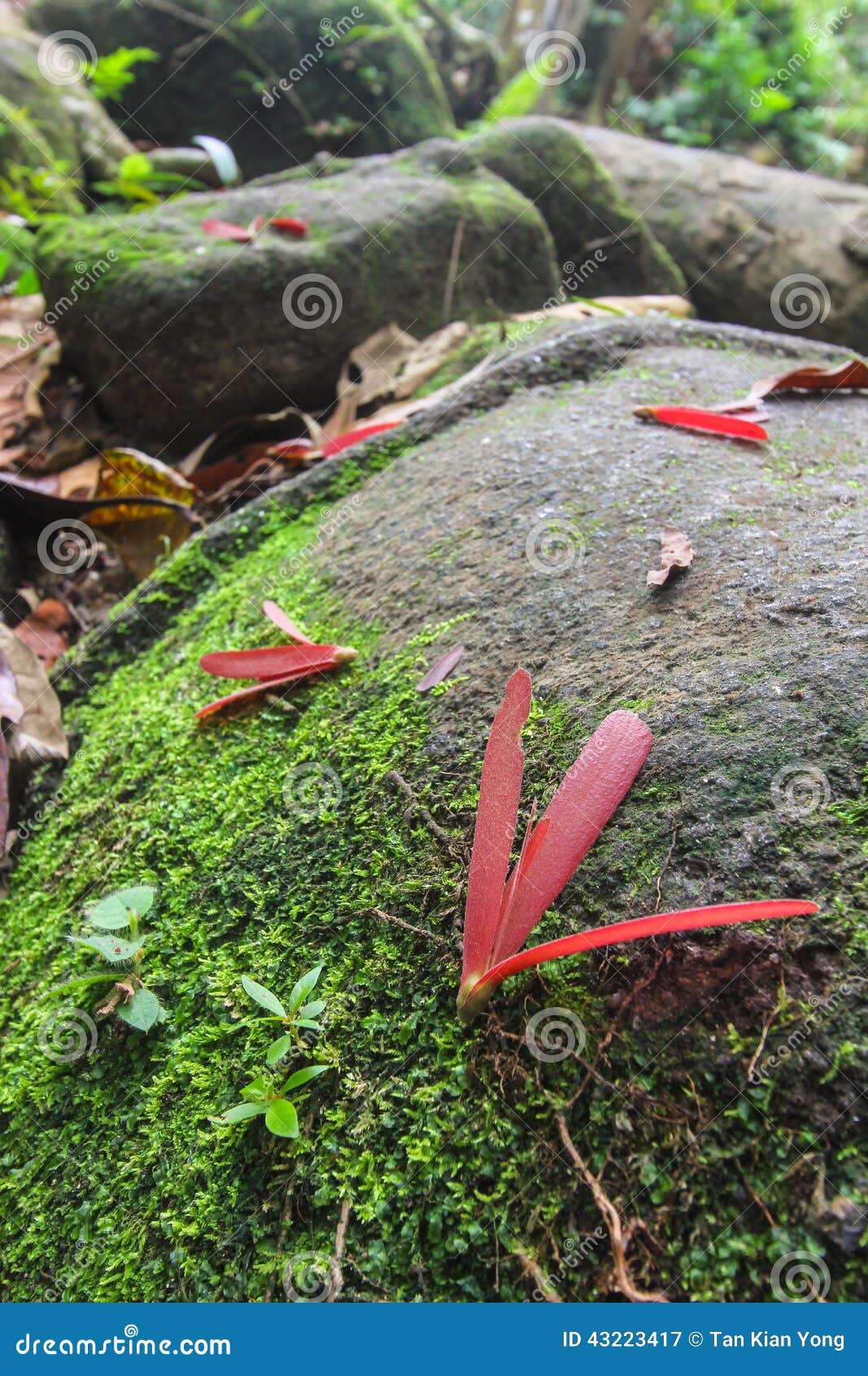 Tropical Tree Seeds on Rainforest Floor - Series 2 Stock Image - Image ...