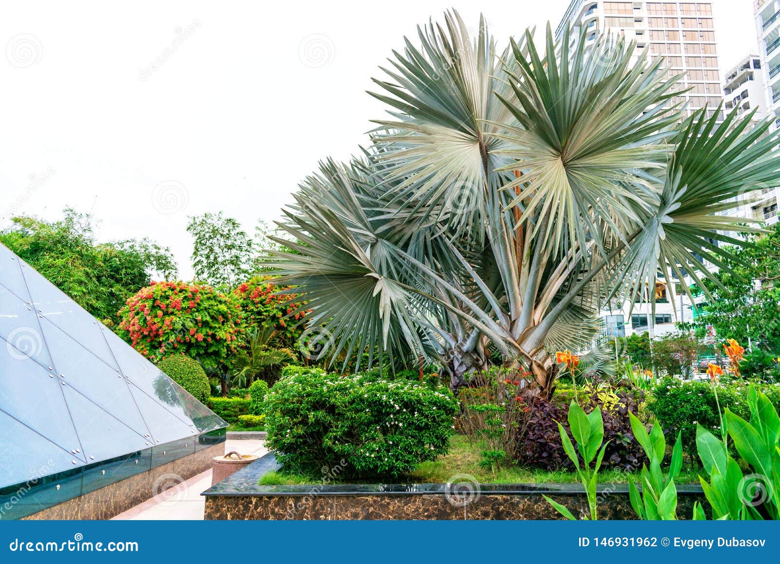 Tropical Tree with Sharp Leaf is in Park Near Glass Dome Stock Photo ...