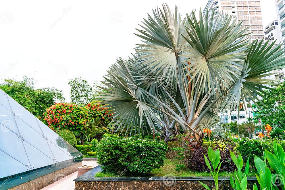 Tropical Tree with Sharp Leaf is in Park Near Glass Dome Stock Photo ...