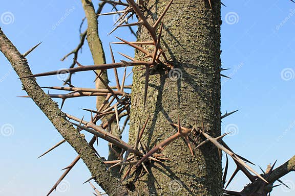 Tropical Tree with Sharp Spikes Stock Image - Image of plant, tropical ...