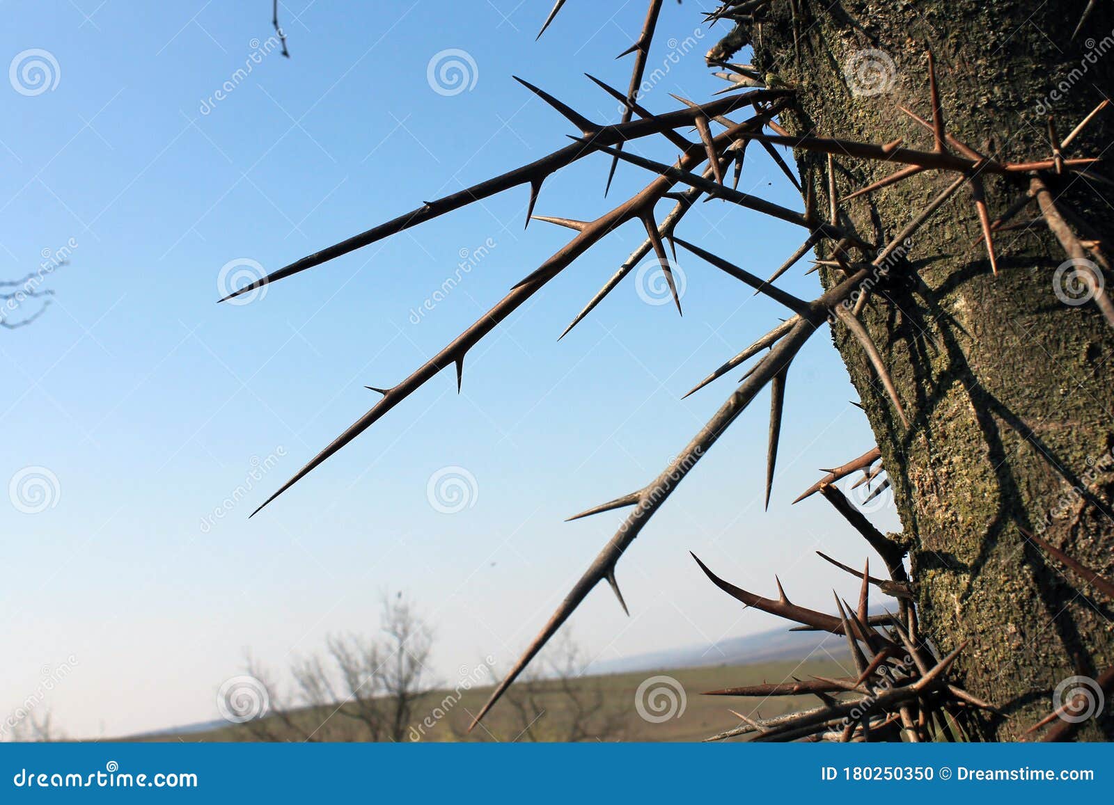 Tropical Tree with Sharp Spikes Stock Photo - Image of element, spikes ...