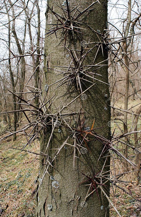 Tropical Tree with Sharp Spikes on Trunk Stock Photo - Image of thorn ...