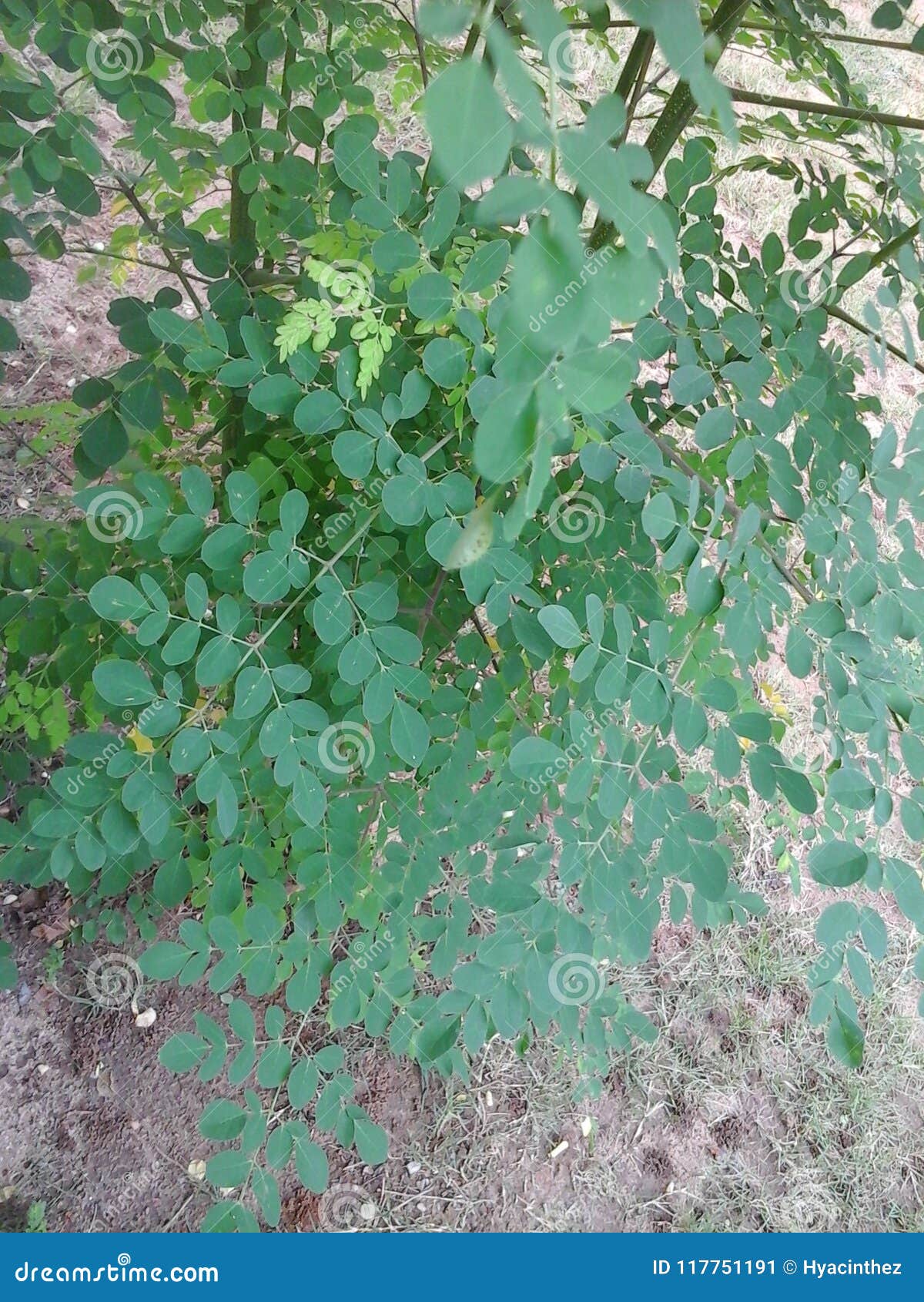 Tender Moringa Sapling Photos - Free & Royalty-Free Stock Photos from ...