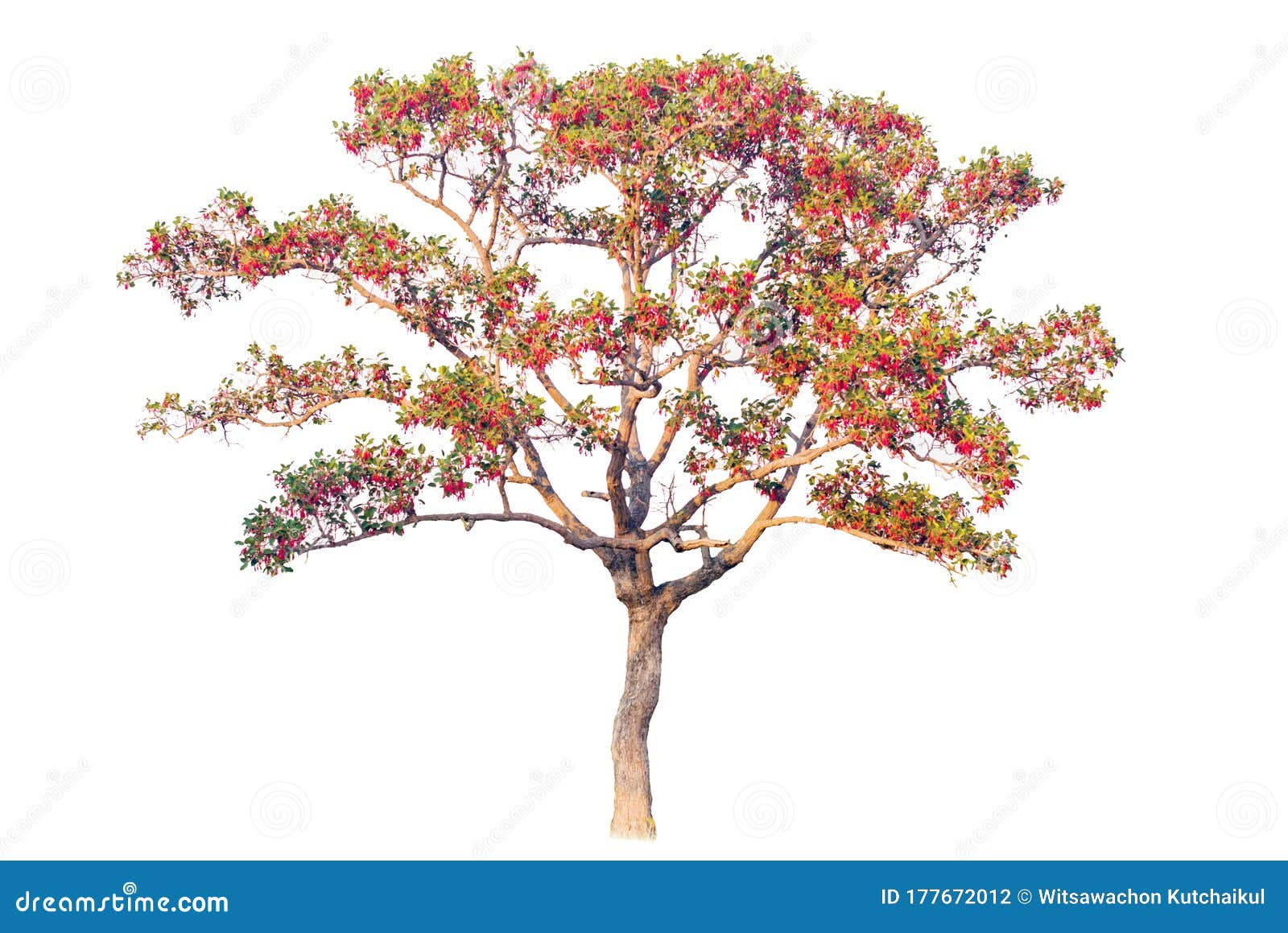 Tropical tree Asian tree stock photo. Image of garden - 177672012