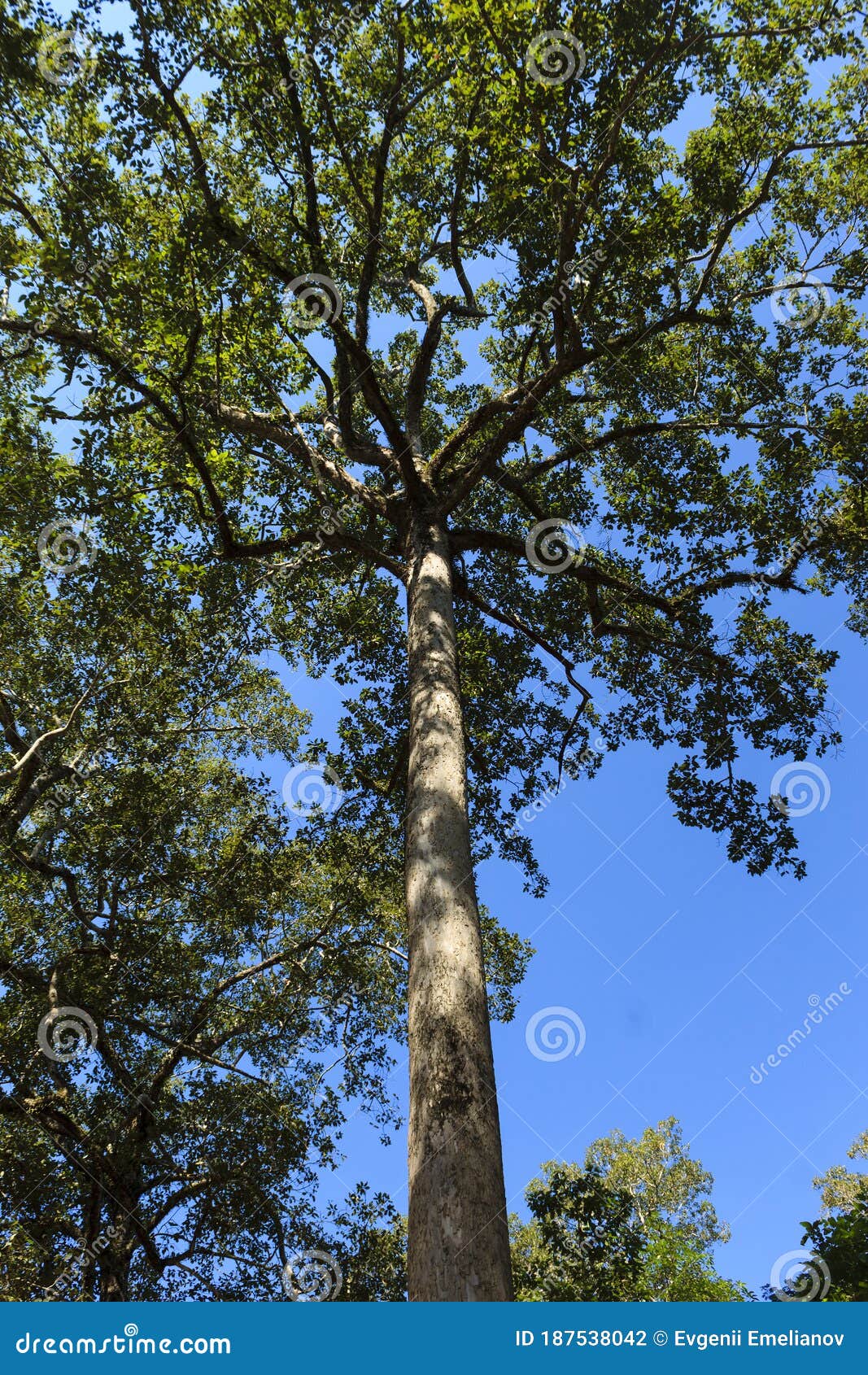Tropical tree stock photo. Image of background, blue - 187538042
