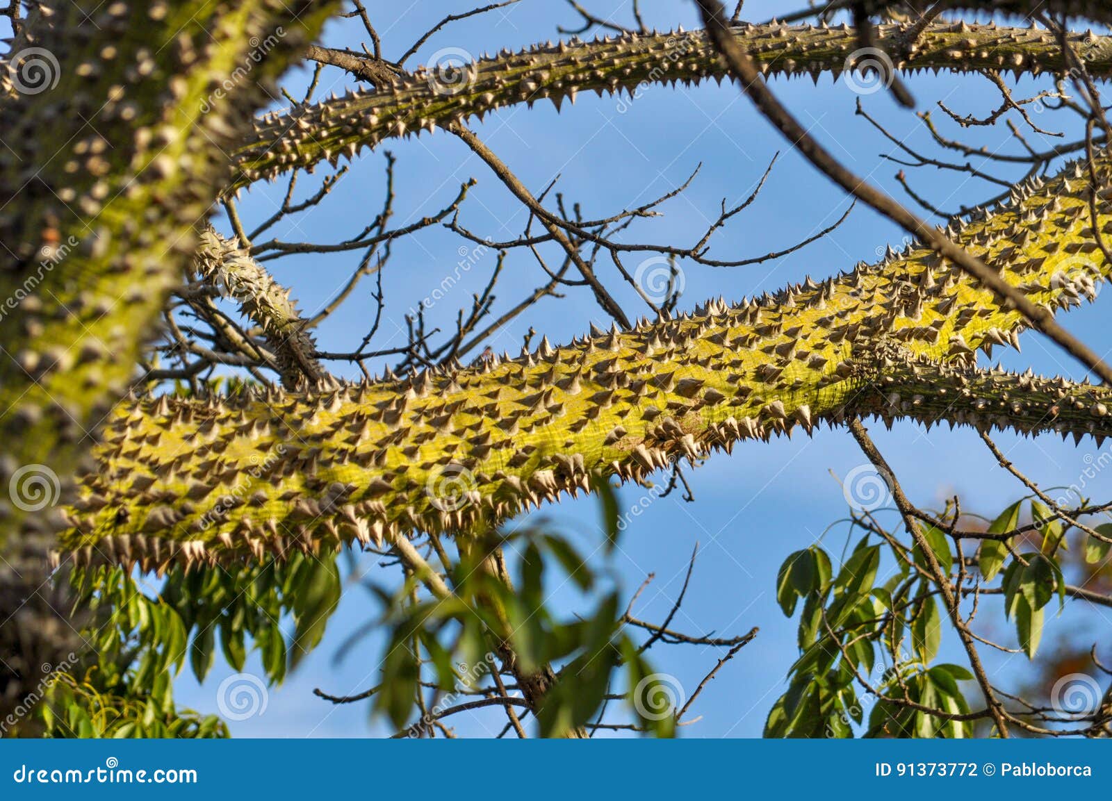 188 Tropical Tree Trunk Sharp Thorns Photos - Free & Royalty-Free Stock ...