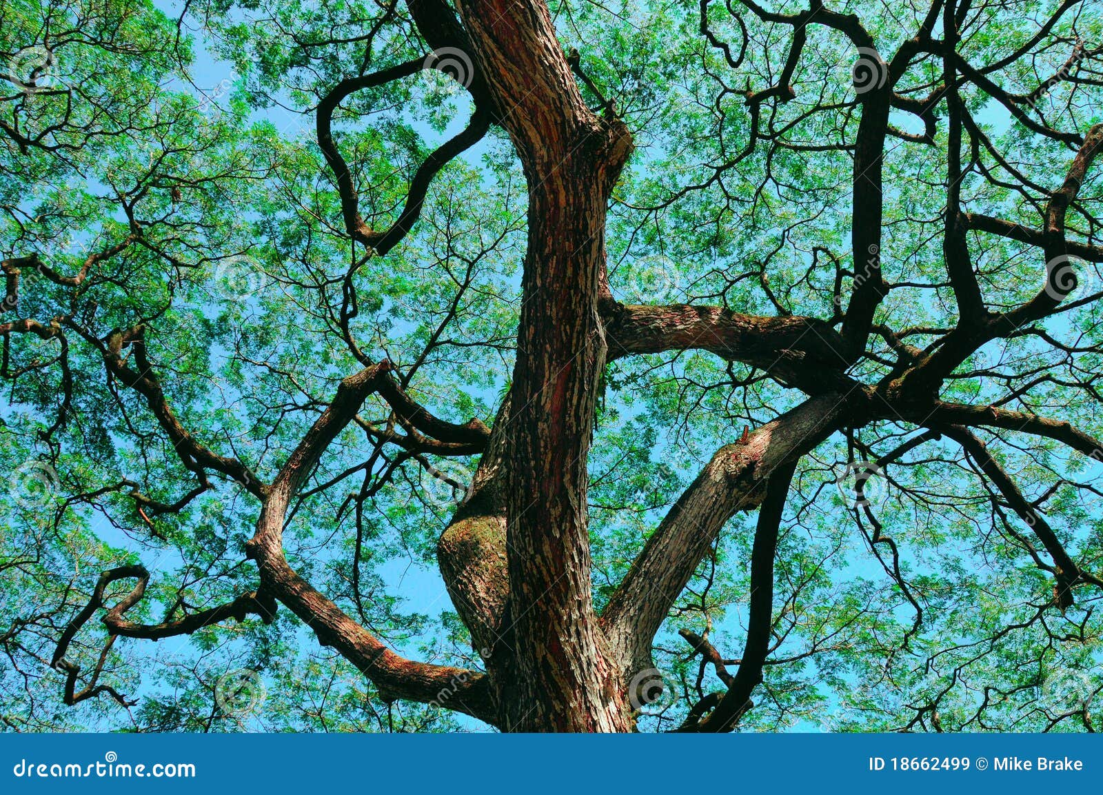 Tropical Tree Waimea Valley, Oahu Stock Image - Image of flora, exotic ...