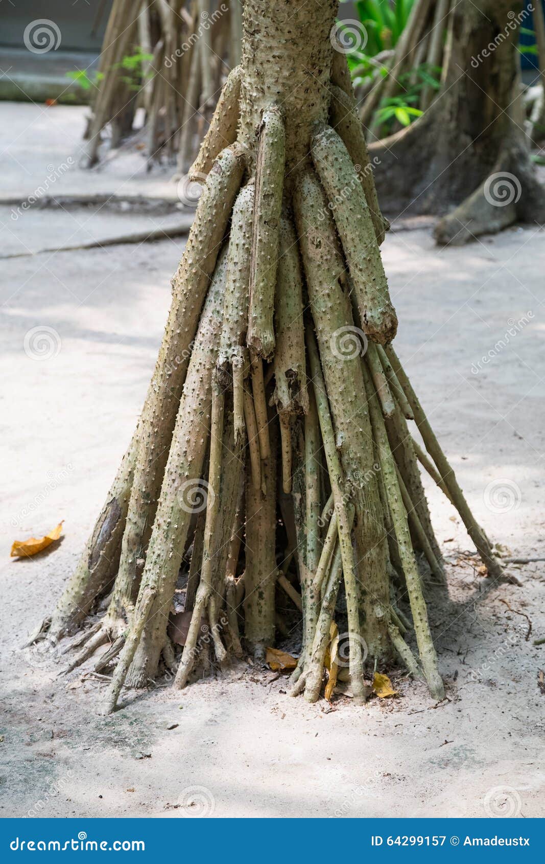Tropical Tree with Weird Roots Grown on Sand on Thai Island Stock Image ...