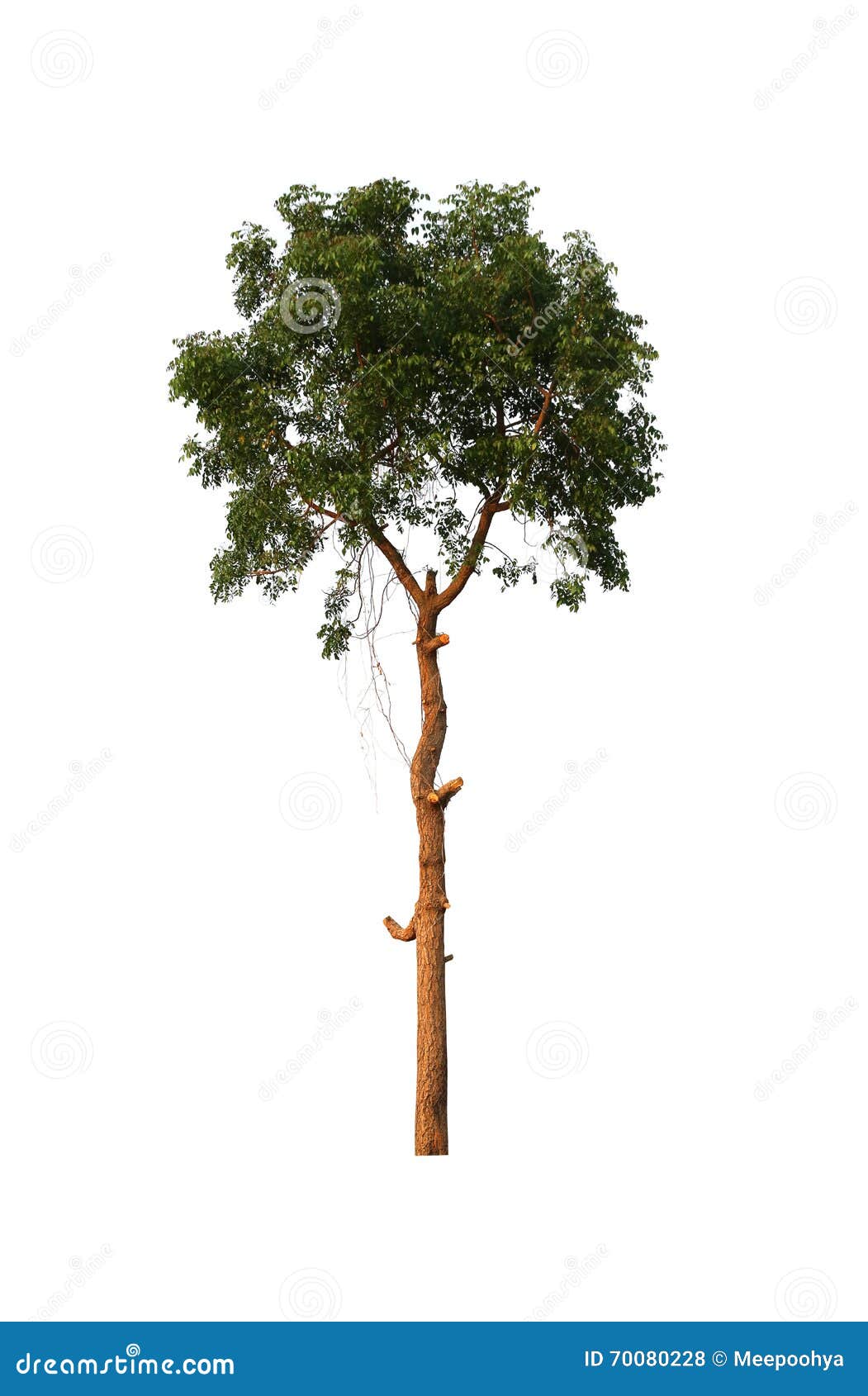 Tropical Tree on White Background. Stock Photo - Image of cutout ...