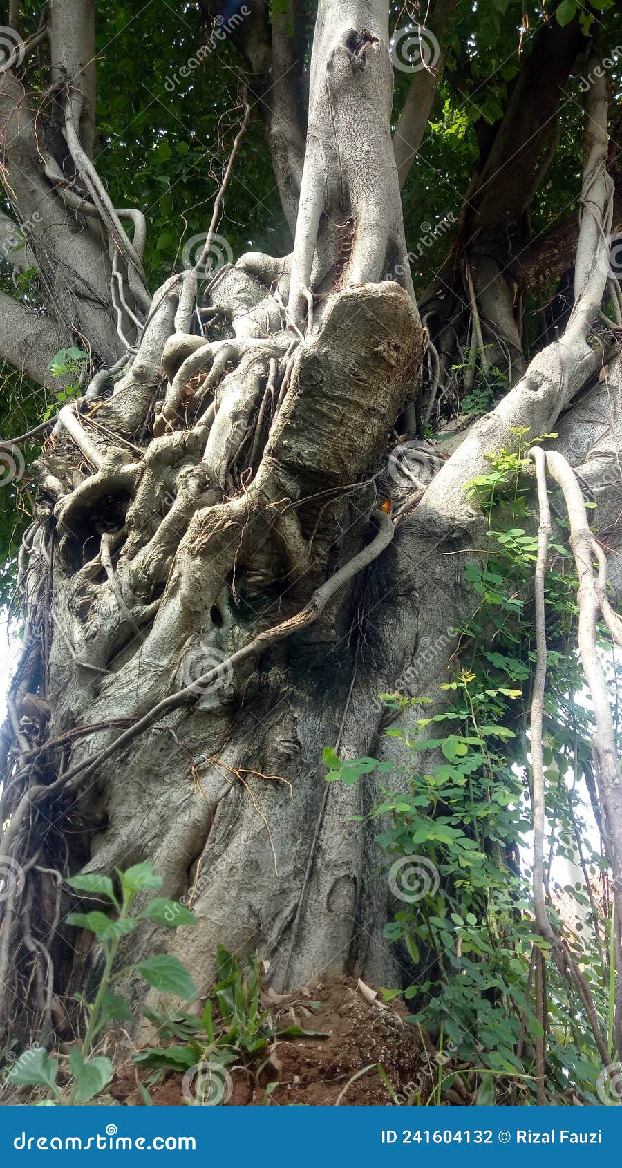 Root of Tree in Tropical Area Stock Photo - Image of area, plant: 241604132