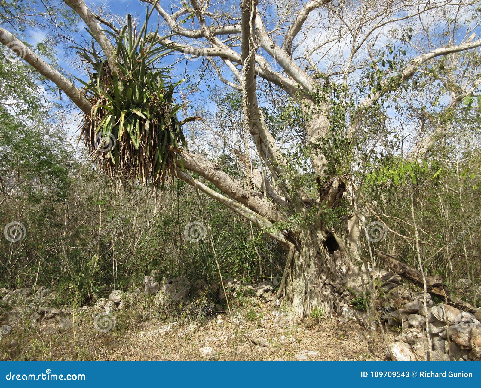 Tropical Tree in Yucatan Mexico Stock Image - Image of tree, yucatan ...