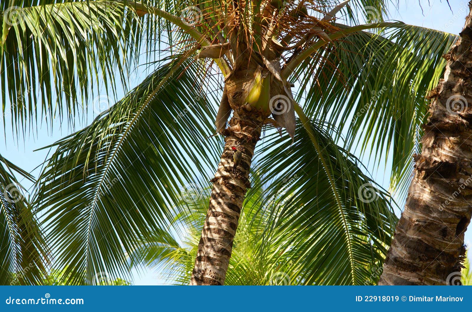 Tropical trees stock image. Image of republic, palm, tree - 22918019